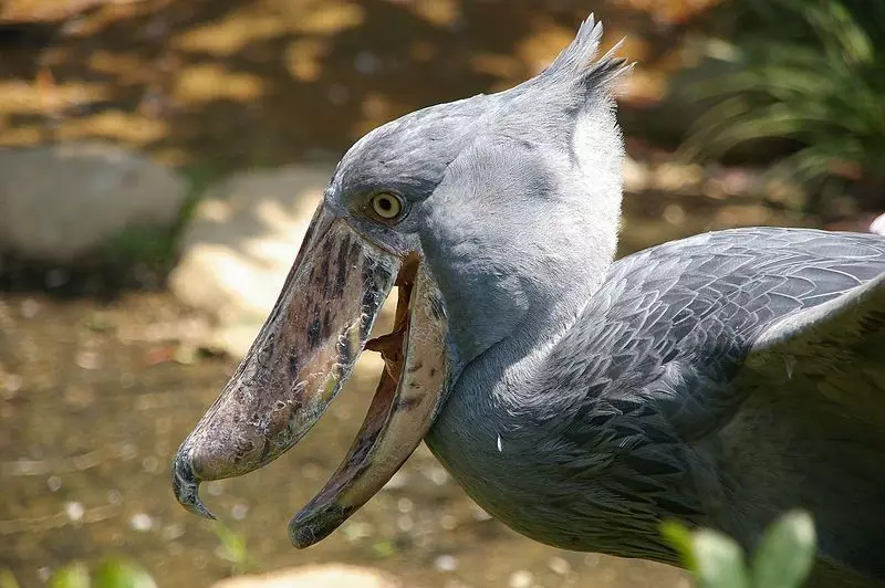 Der Schnabel des Wals endet mit einem scharfen Haken, am Hinterkopf befindet sich ein kleiner Kamm