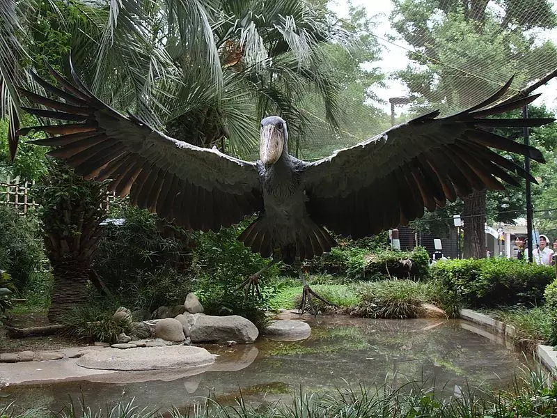 キトグラフは動物園の囲いの周りを飛びます