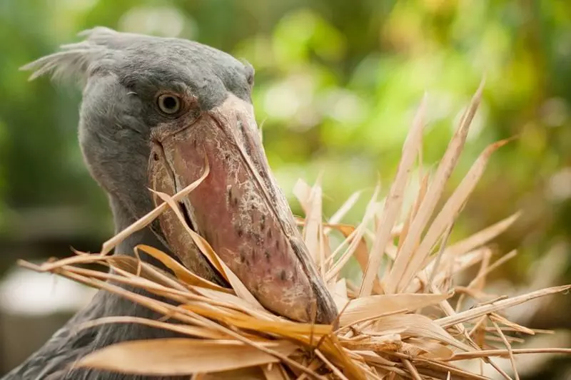 Kitoglav sammelt Baumaterial für das Nest