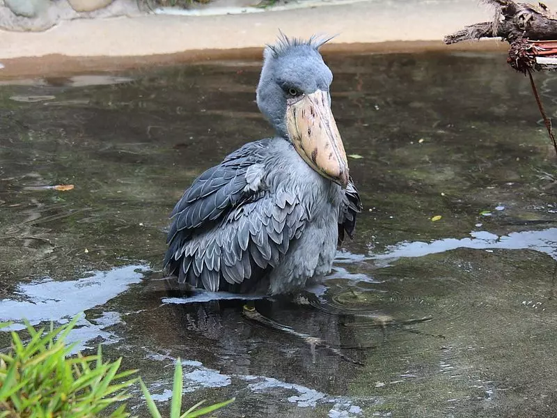 プラハ動物園でクジラの雌の頭が入浴