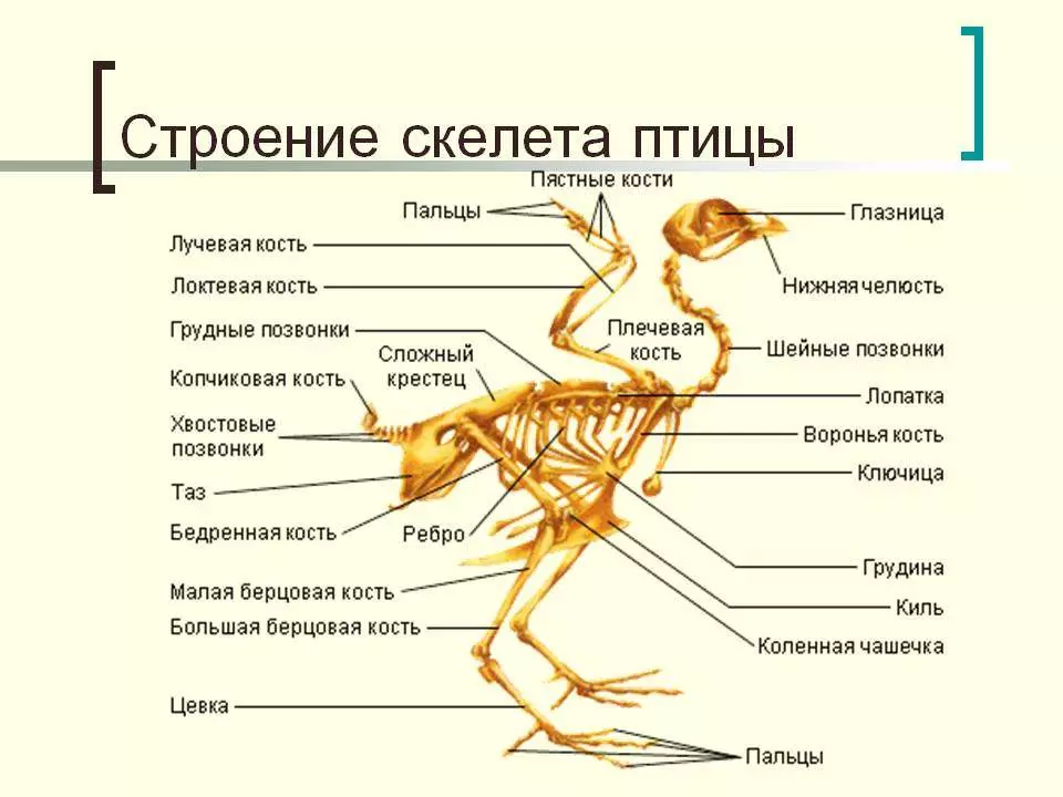 Anatomi Burung