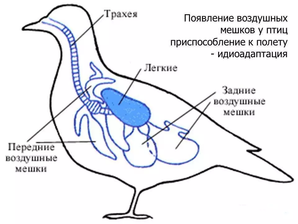 Struktur sistem pernapasan burung.