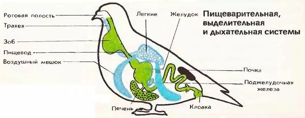 Struktur sistem pencernaan burung.