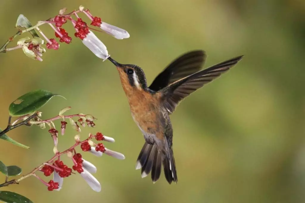 Burung kolibri menggunakan lidahnya untuk mengekstrak nektar manis dari bunga.