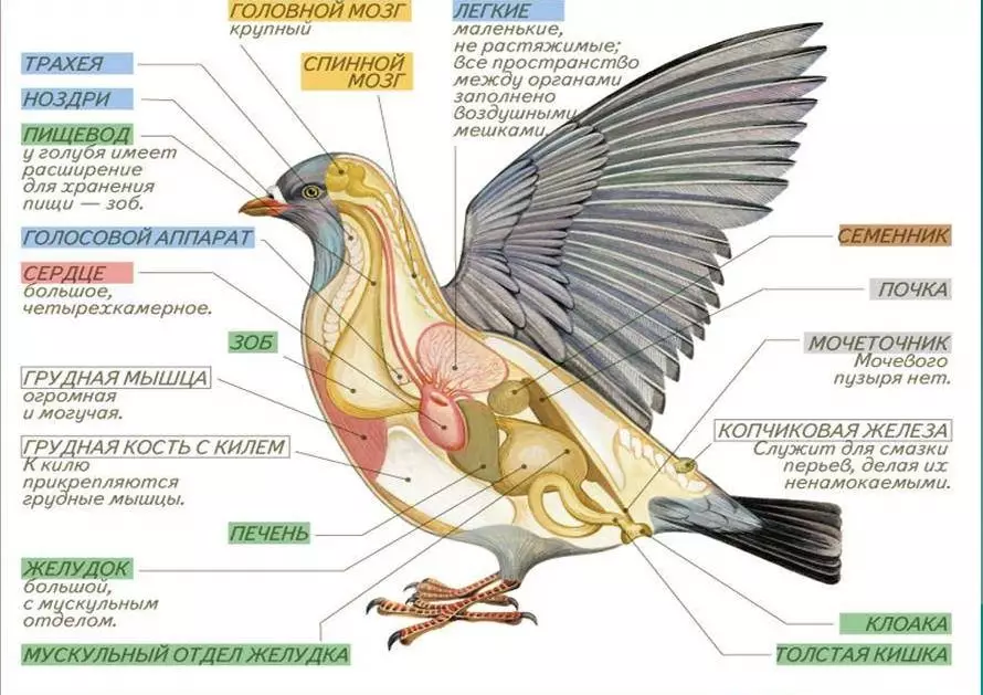 Struktur anatomi burung.