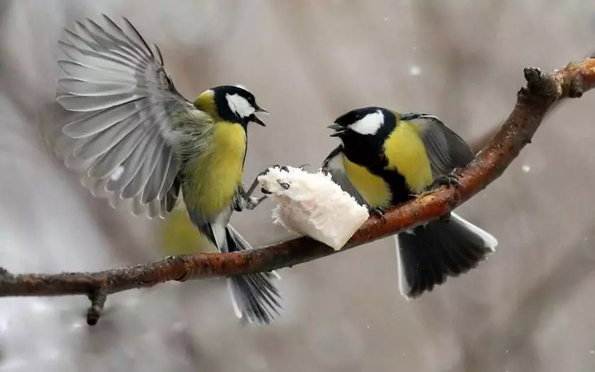 Het skelet van vogels is extreem vereenvoudigd en gevormd door lichte en sterke botten.