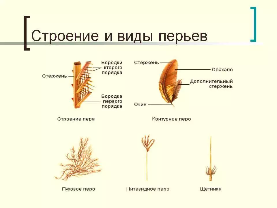 La struttura e i tipi di piume di uccello.