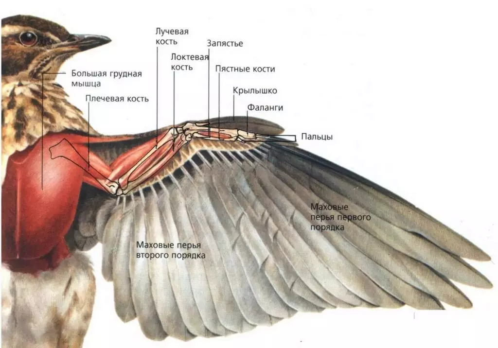 De anatomyske struktuer fan 'e wjuk fan fûgels.