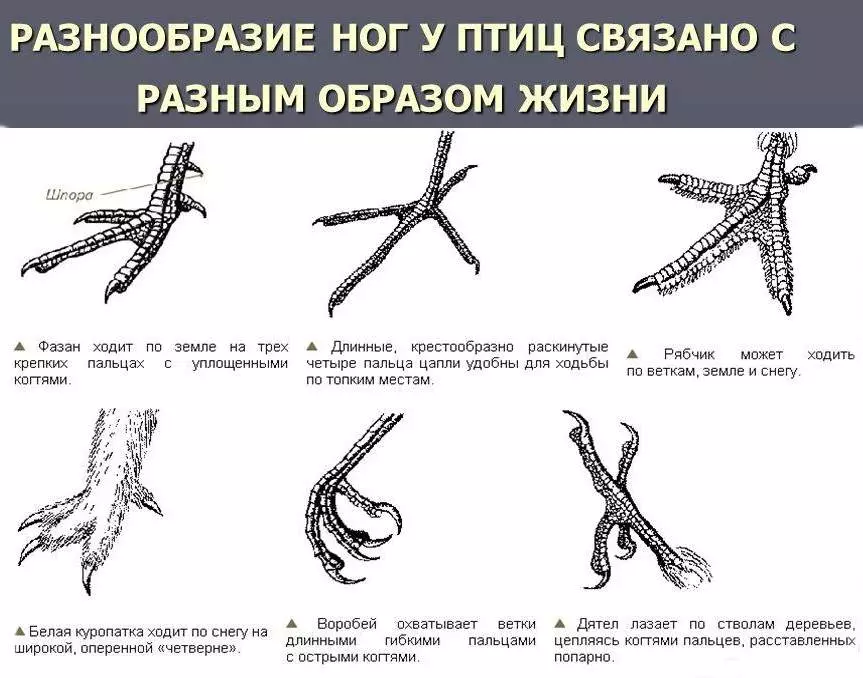 La anatomia strukturo de la kruroj de birdoj.