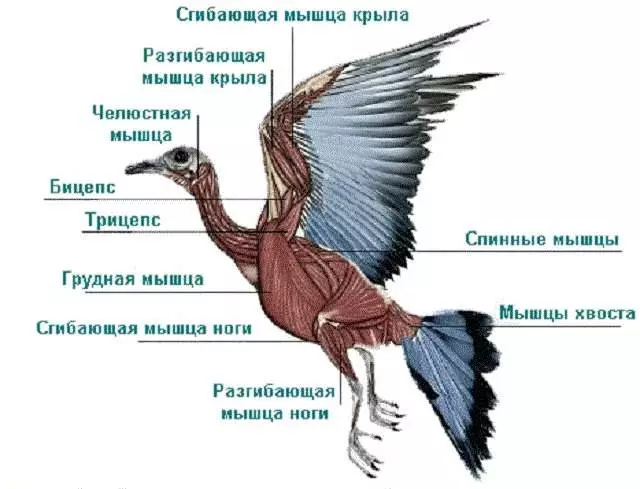 Sistem otot burung.