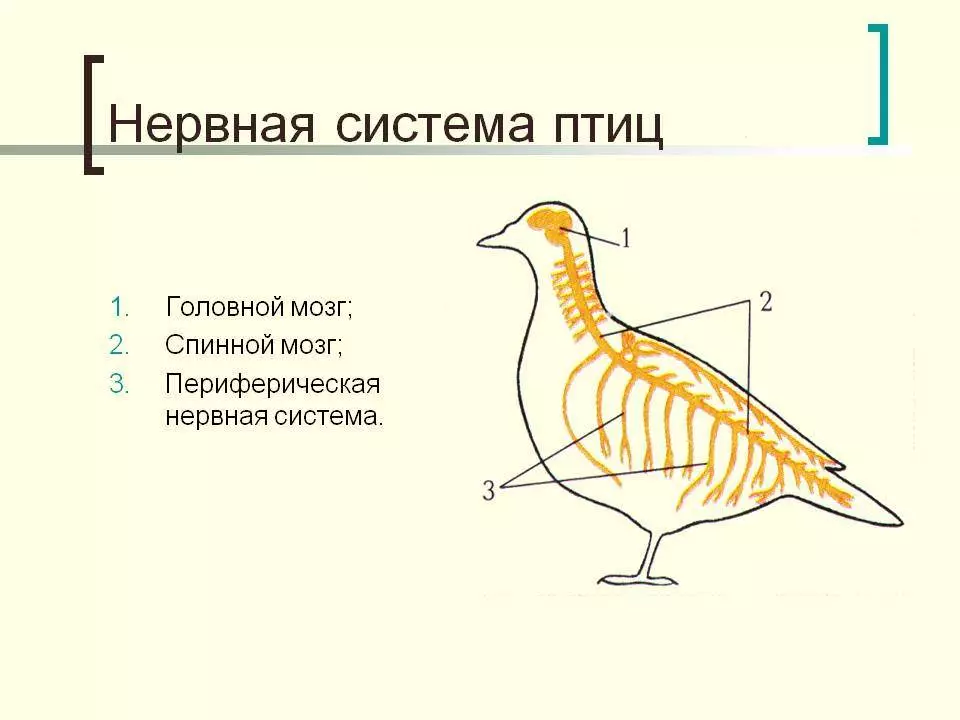Sistem saraf burung.