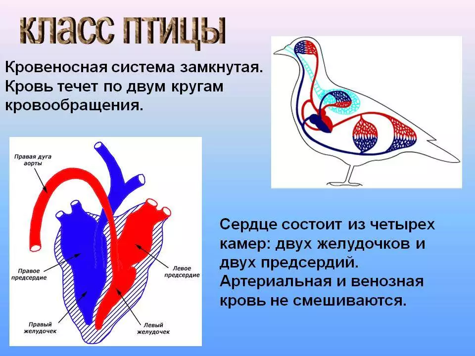 La struttura del sistema circolatorio degli uccelli.