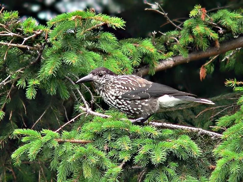 Ova mala ptica pomaže u očuvanju crnogoričnih šuma na zemlji.