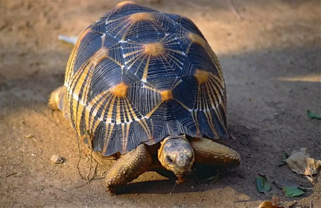 Stralende schildpad (Asterochelys radiata).