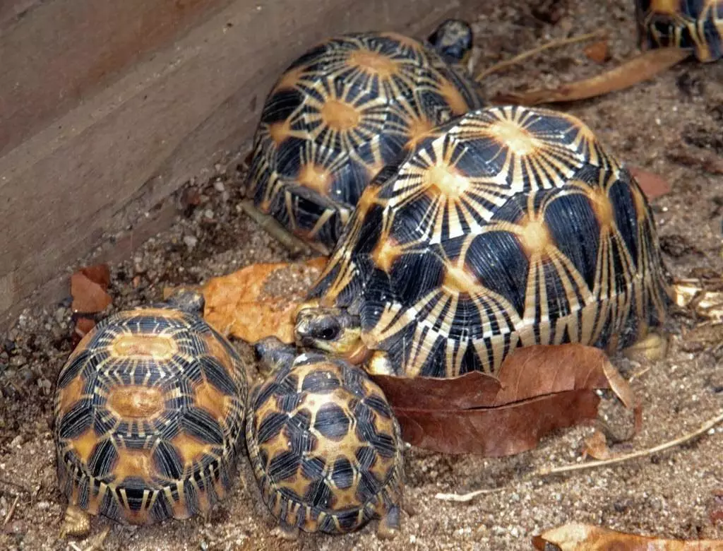 Dortoka espezie hau Madagaskarreko endemikoa da.