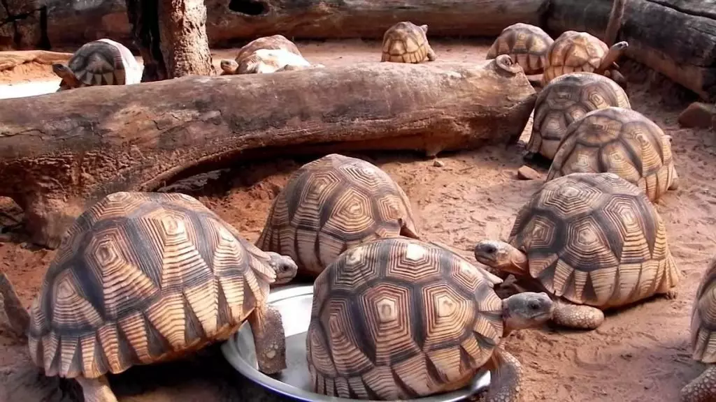 Radyant kaplumbağalar çoğunlukla adanın güneybatı ve güney kesimlerinde bulunur.