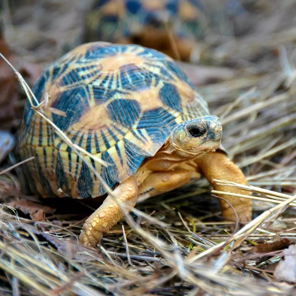 Vanwege de staat van instandhouding van roggenschildpadden worden ze niet meer gevangen voor het smokkelen van vlees en prachtige schelpen.