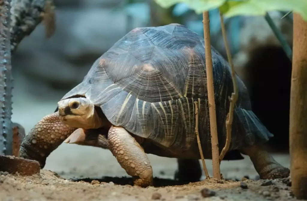 De kleur van de snavelschildpadden is niet zo helder als die van de stralende schildpadden, maar het is ook erg interessant.