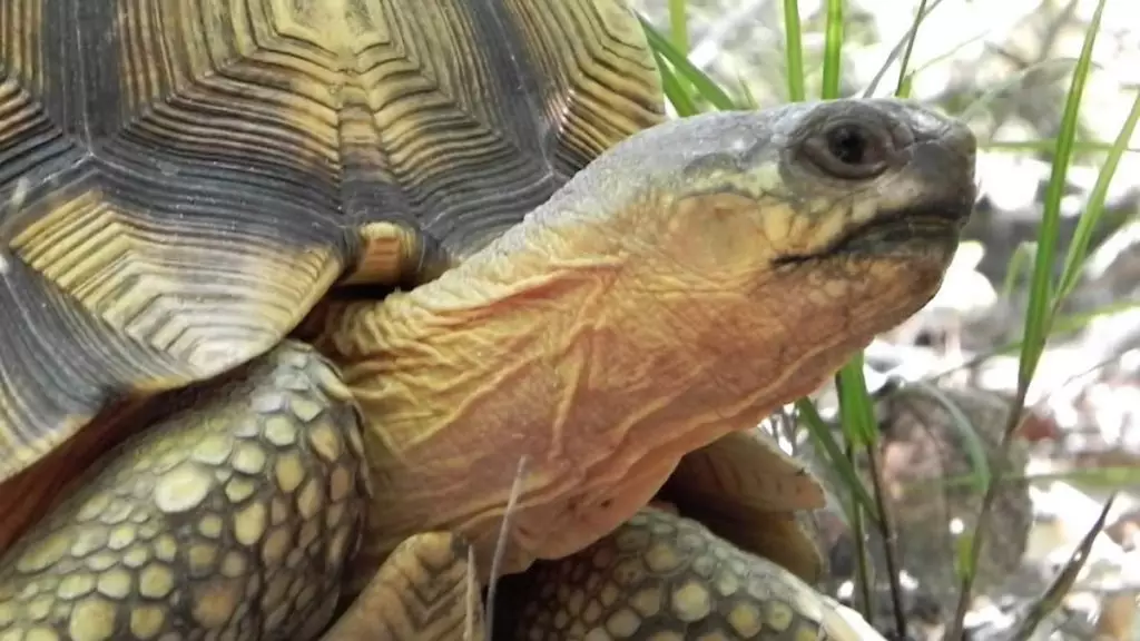 Op 1 vierkante kilometer kunnen niet meer dan 5 schildpadden met snavelborst uit Madagaskar leven.