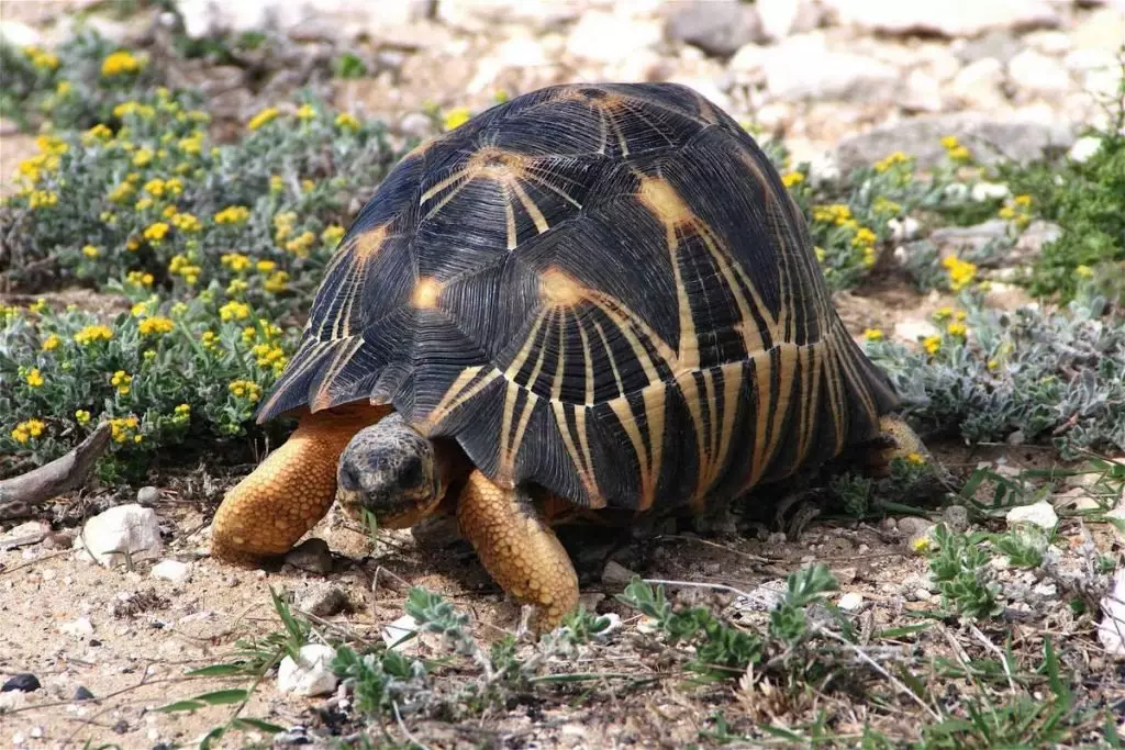 Biex tippreserva l-ispeċi, huwa meħtieġ li tieħu ħsieb ħabitats degradanti.