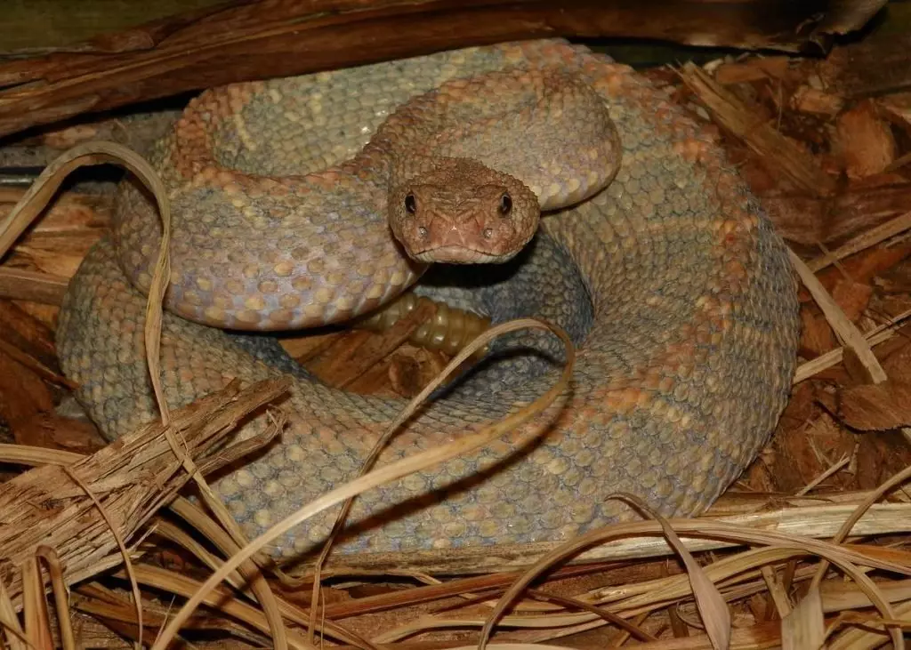 Serpiente de cascabel monocromática (Crotalus durissus unicolor).