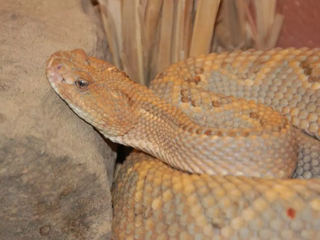 Las serpientes de cascabel jóvenes miden unos 20 cm de largo y ya poseen cualidades venenosas.
