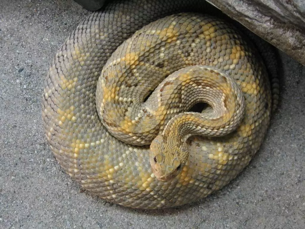 Procesi i çiftëzimit te gjarpërinjtë monokromatikë zgjat për disa orë.
