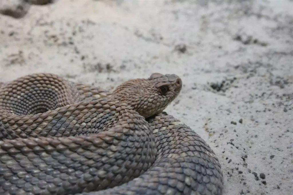 Gjarpërinjtë monokromatikë fitojnë pavarësinë që nga lindja.