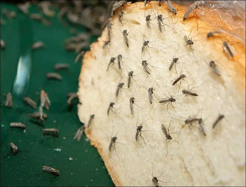 La sangre es alimento para el mosquito hembra. Los machos pueden comer néctar, polen o ... pan