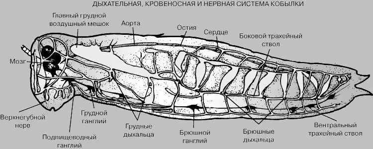 Struttura tal-larva tan-nemus