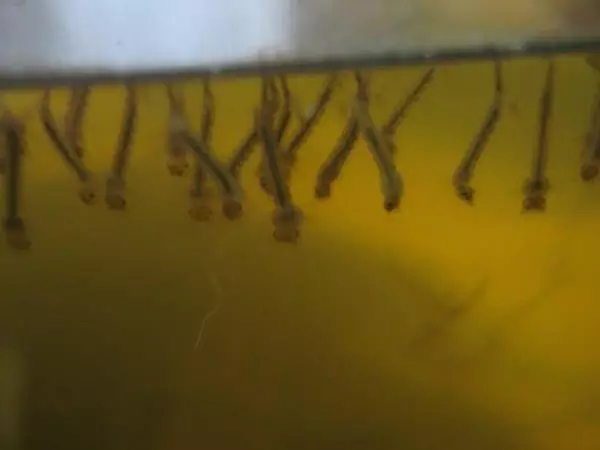 एक्वैरियम माछा bloodworms संग खुवाइन्छ