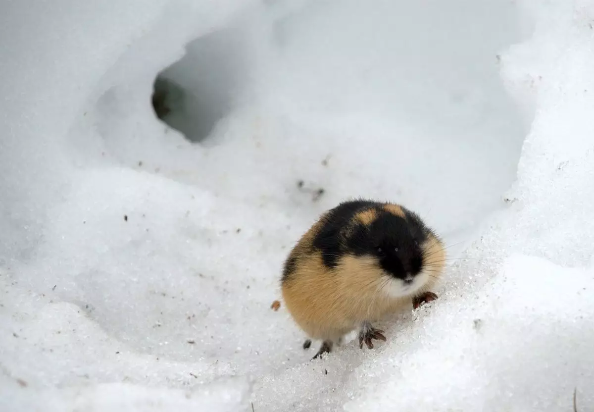Lemming minka u snijegu