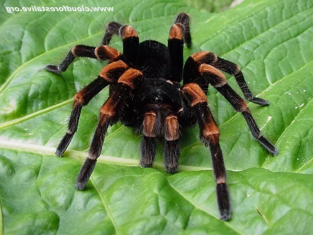 Tarantula