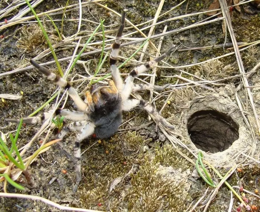 'N Vroulike tarantula beskerm haar hol