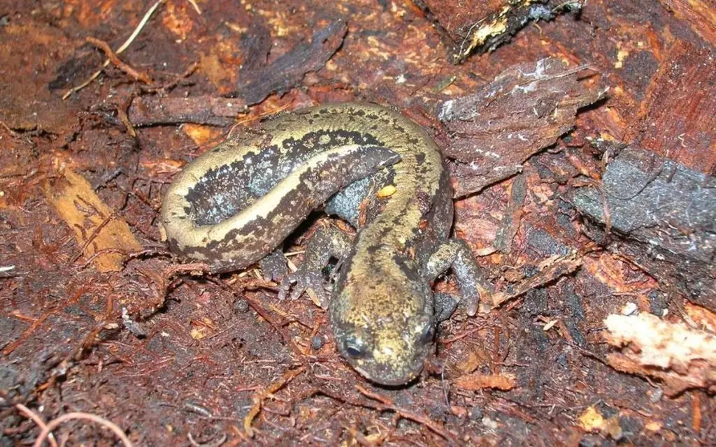 Sibiro salamandra yra vienintelė varliagyvė, gerai prisitaikiusi prie gyvenimo amžino įšalo zonoje.