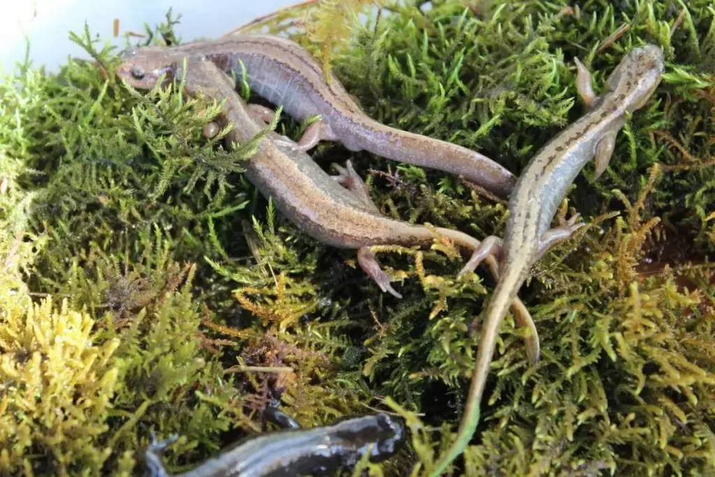 Eksperimento metu jaunos salamandros atlaikė hipotermiją iki –6 °.