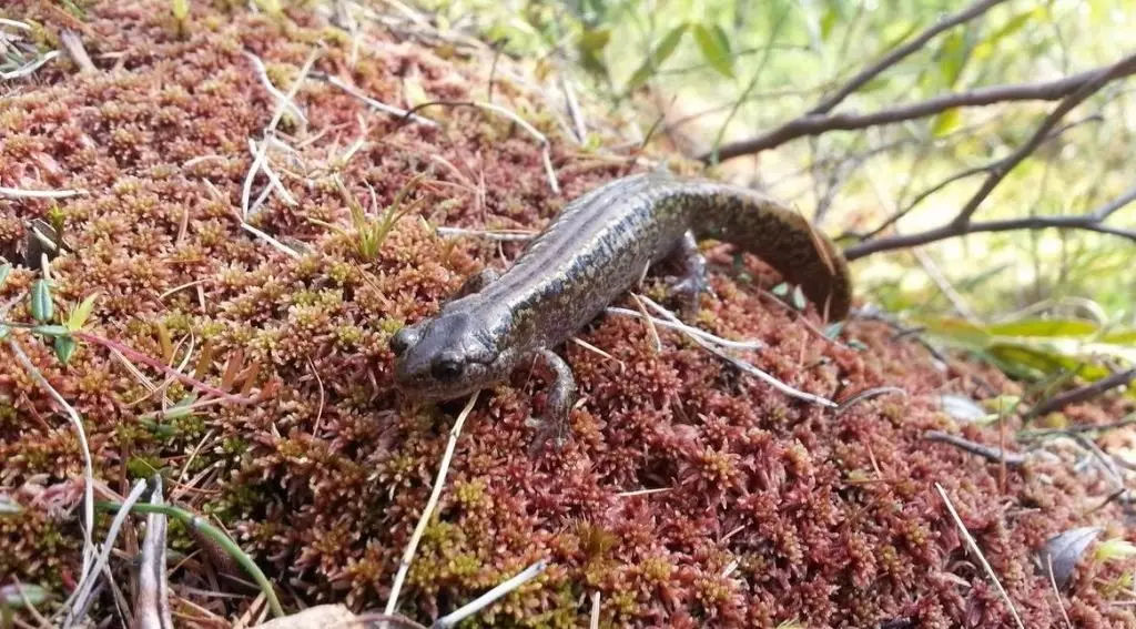 Salamander siberia paling aktif nalika surup lan wengi, nalika mangan kewan dharatan: cacing, moluska paru-paru, lan serangga.