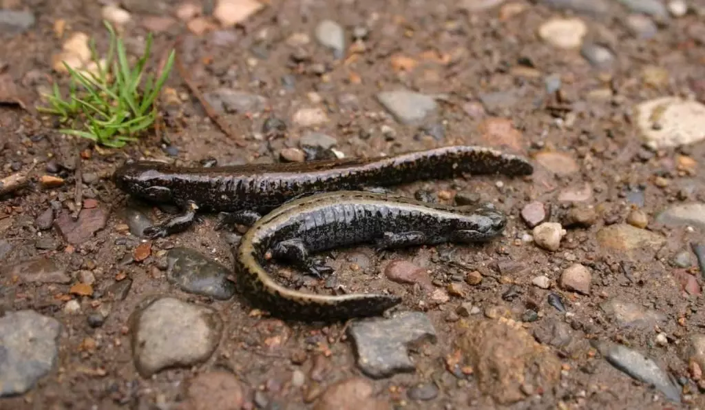 Kopling salamander Siberia terletak di halangan, tanaman air. Perkembangan telur - hingga 4 minggu, setelah jumlah larva yang sama berkembang.