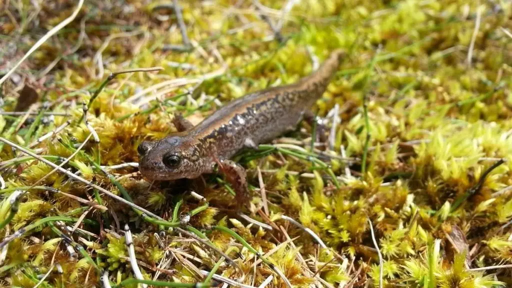 Na de tweede winter bereiken salamanders de puberteit.