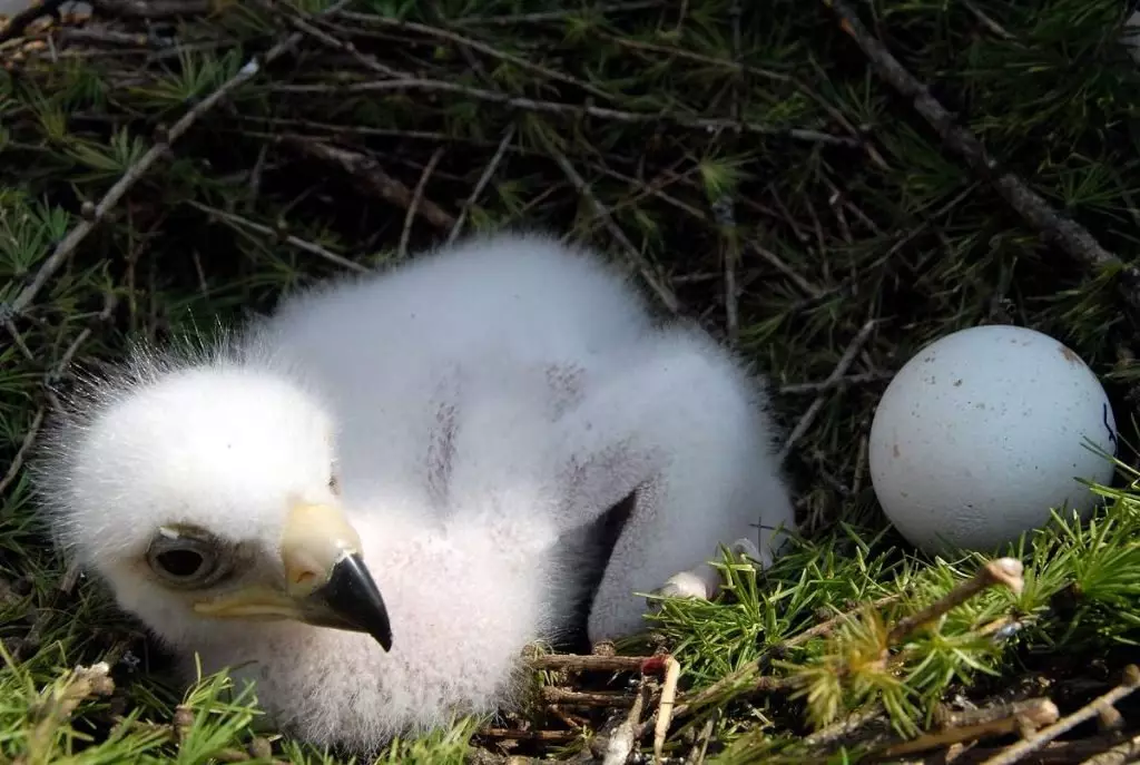 Пилињата покриени со бела пената со сивкаста обвивка се раѓаат по истиот редослед како и положувањето на јајцата.