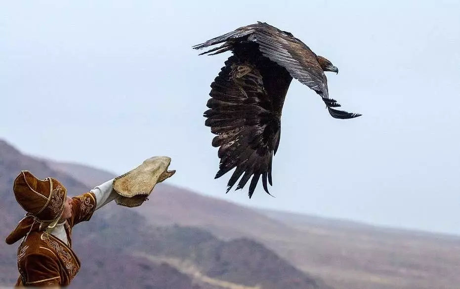 Moitos pobos de estepa cazan con aguias reais.