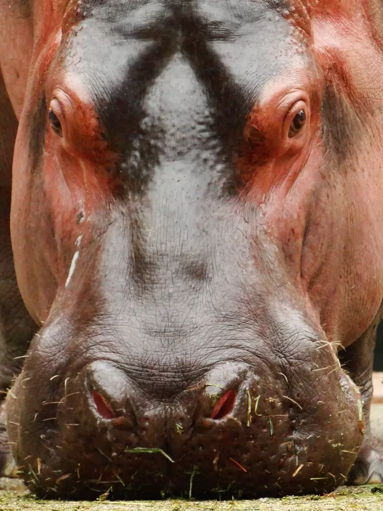 Hippo veidas