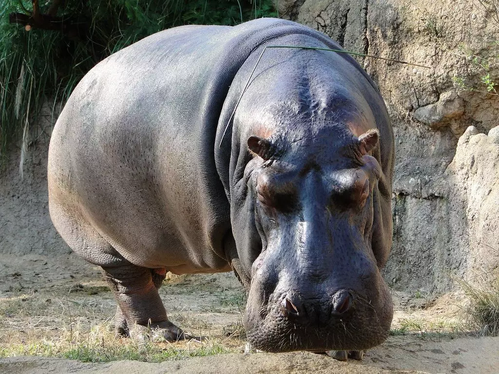 Hippopotamus (Hippopotamus amphibius)