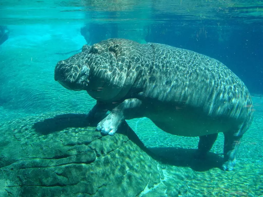 Hippo sualtı