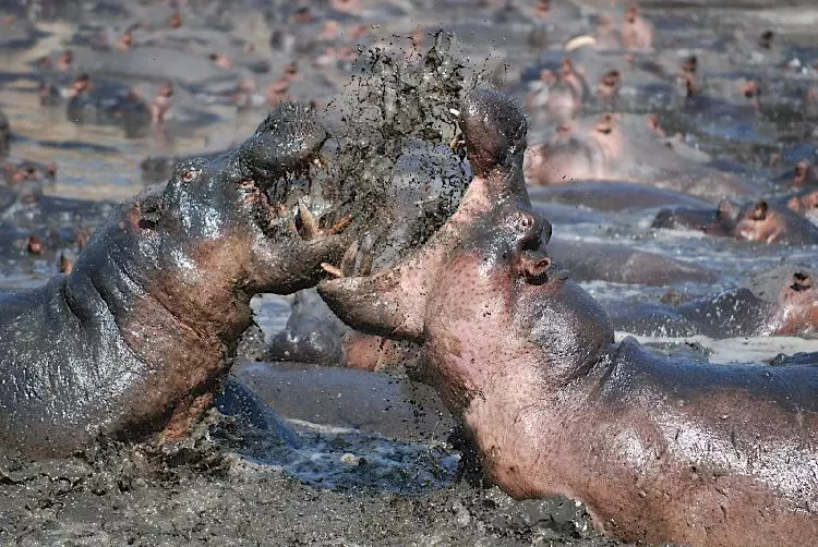 Efter att ha träffats öppnar hanarna munnen vida, vrålar högt och biter varandra