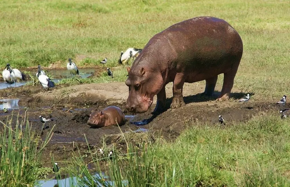 Une femelle hippopotame aide un ourson à descendre du rivage