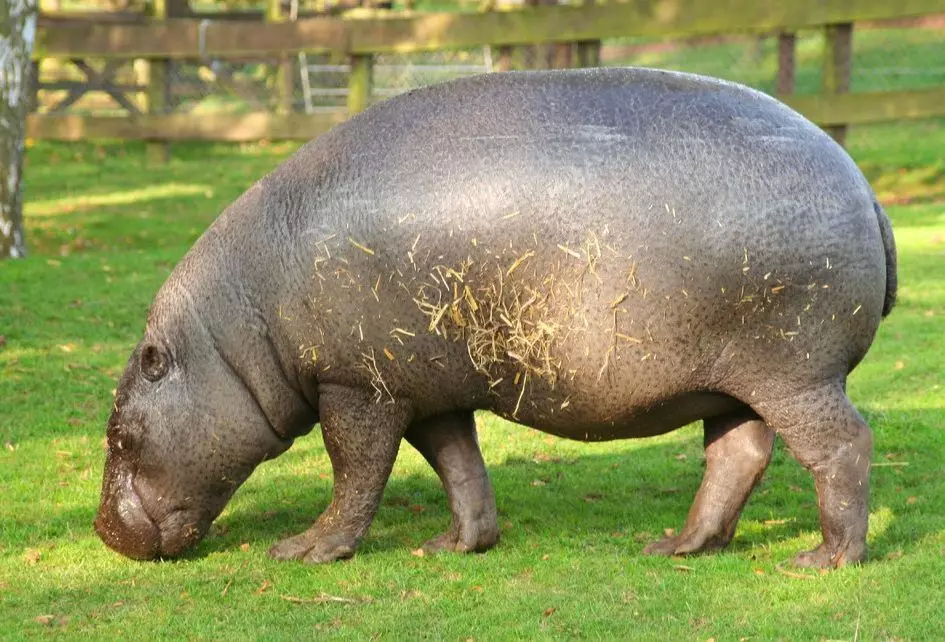 Pygmy hippopotamus (Choeropsis liberiensis)