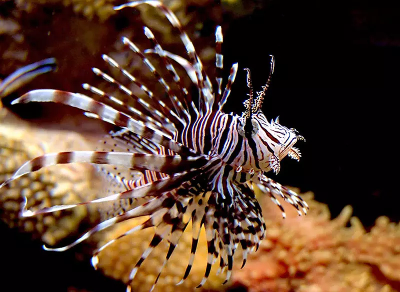 Pesce zebra