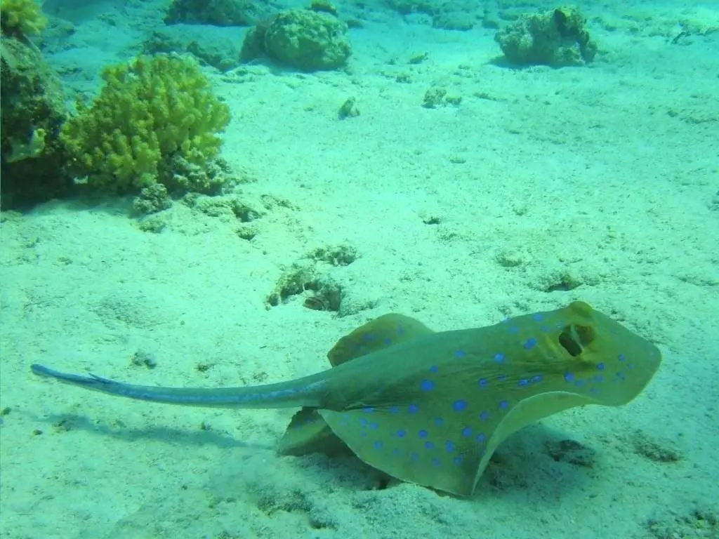 Stingray