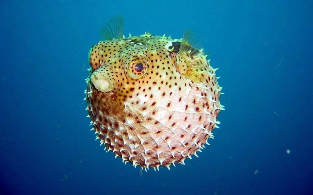 Puffer azụ